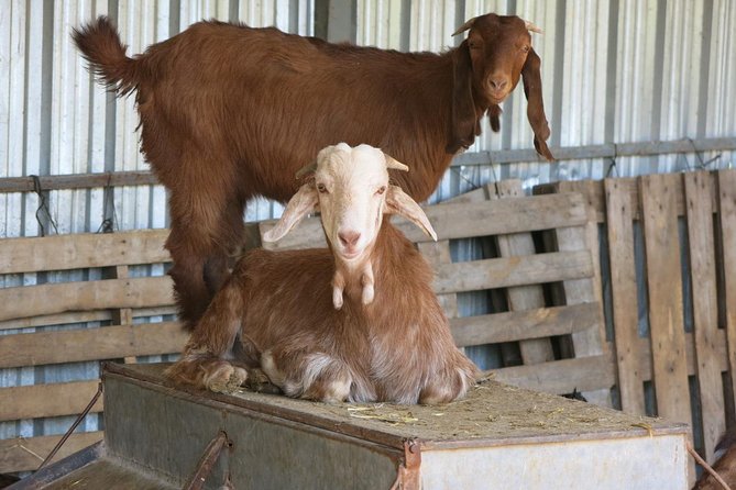 Halloumi Heaven: Cheese-Making Class & Troodos Mountain Villages 8h - Itinerary Highlights