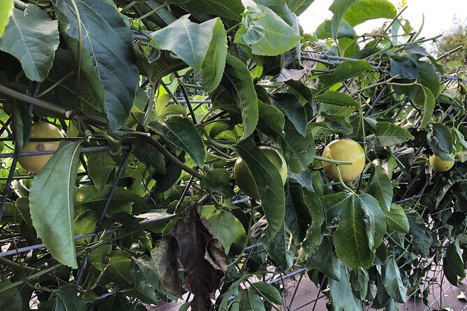 Hamakua Coast Farm Small-Group Walking and Tasting Tour - Authentic Elements and What Travelers Say
