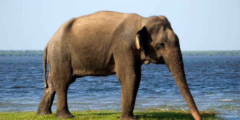 Hambantota Port: Bundala National Park Safari in a 4x4 - The Experience for Different Travelers