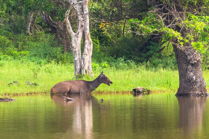 Hambantota Port: Bundala National Park Safari in a 4x4 - Detailed Breakdown of the Itinerary