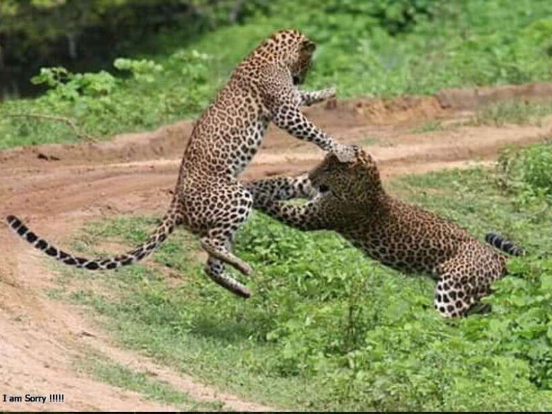 Hambantota Port: Full Day Yala National Park Safari- Private - The Itinerary in Detail: What to Expect on This Yala Safari