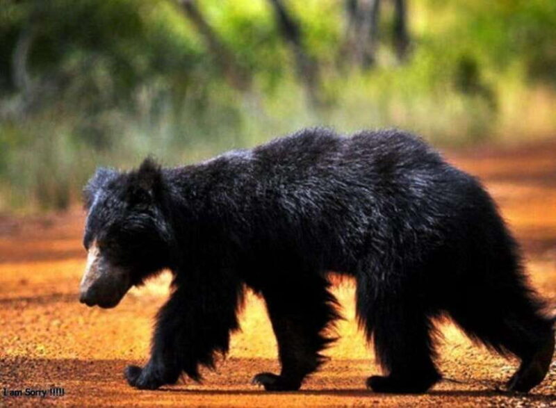 Hambantota Port: Full Day Yala National Park Safari- Private - The Transport: Comfort and Convenience