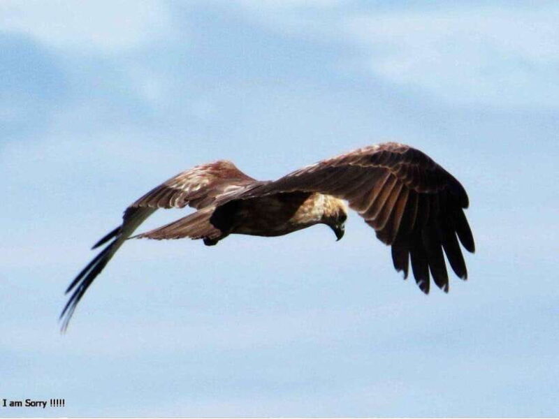 Hambantota Port: Full Day Yala National Park Safari- Private - The Guides: Knowledgeable and Helpful