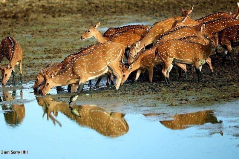 Hambantota Port: Full Day Yala National Park Safari- Private - Timing and Duration: Why It Matters