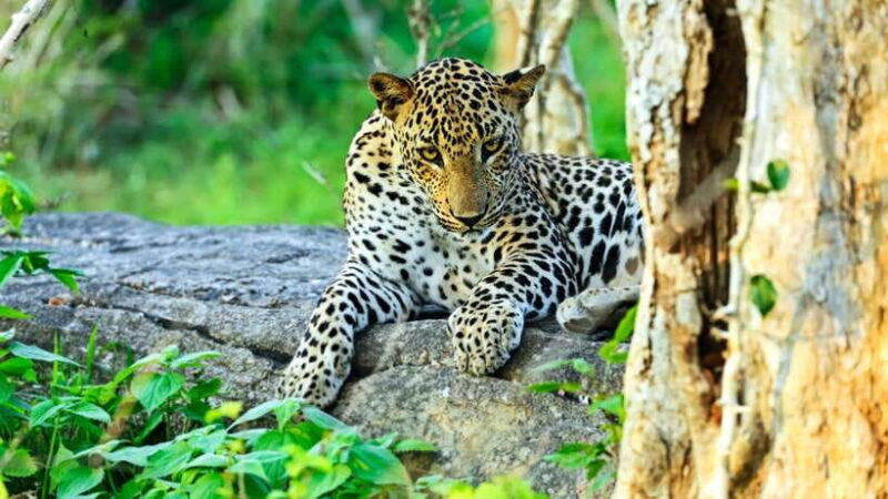Hambantota Port: Full Day Yala National Park Safari- Private - Who Will Love This Experience?