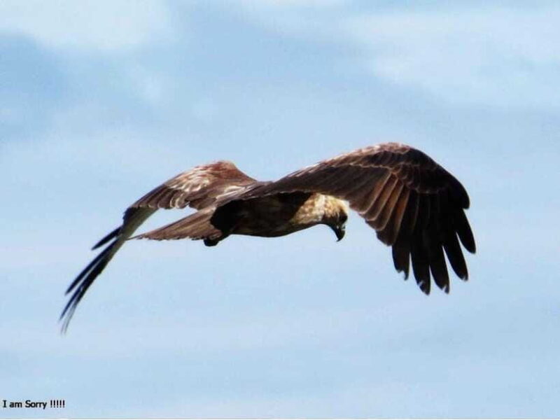 Hambantota Port: Full Day Yala National Park Safari- Private - FAQ