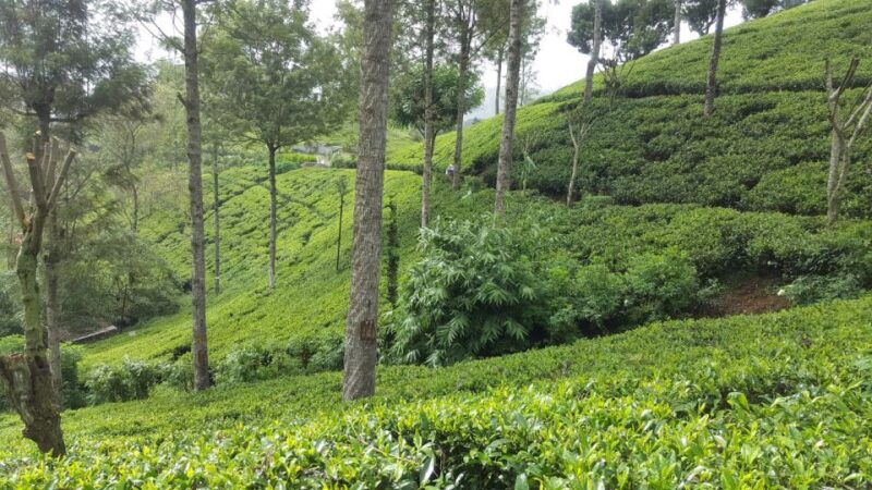 Hambantota/Tangalle/Hiriketiya: Ella Highlands Day Tour - The Final Stop: Halpewatte Tea Factory