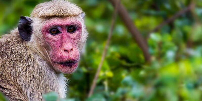 Hambantota: Yala National Park Wildlife Safari in a 4x4 - FAQ