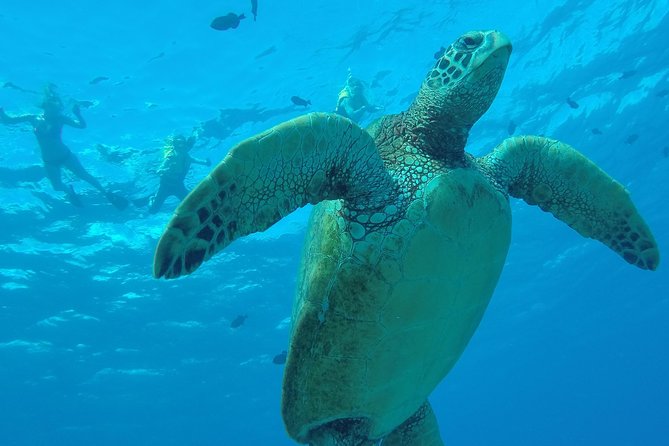 Hanauma Bay Guided Snorkel Tour (with guaranteed entrance time) - The Value Proposition
