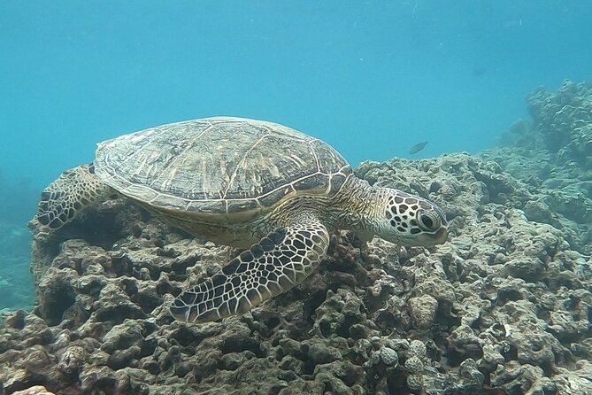 Hanauma Bay Guided Snorkeling Tour With Transportation - Inclusions and Optional Rentals