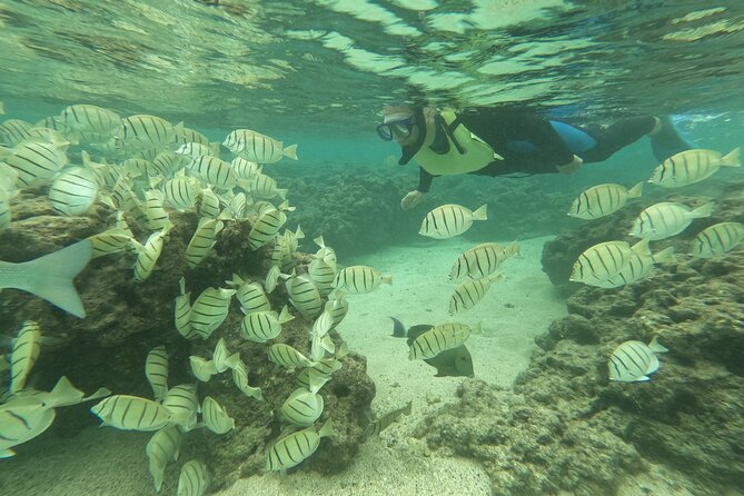 Hanauma Bay Guided Snorkeling Tour With Transportation - Meeting and Pickup Details