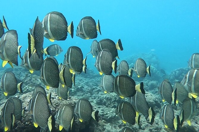 Hanauma Bay Guided Snorkeling Tour With Transportation - Feedback on the Tour Guide