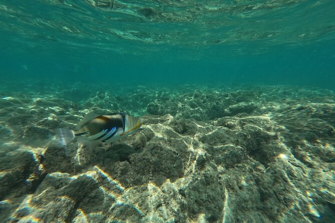 Hanauma Bay Guided Snorkeling Tour With Transportation - Ideal Audience for the Tour