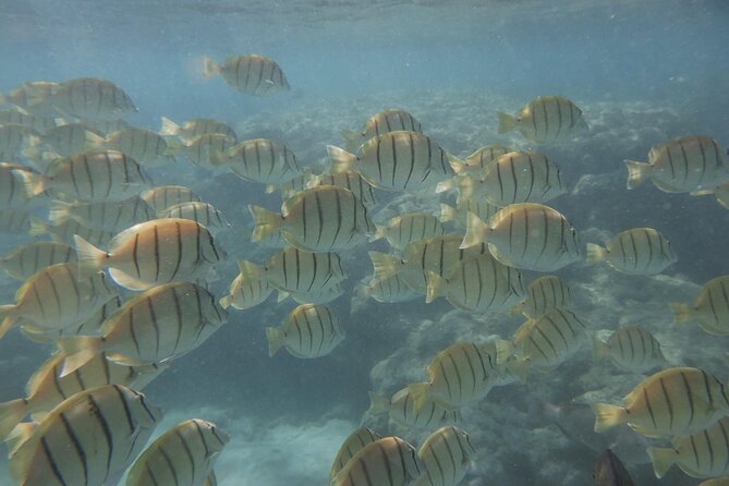 Hanauma Bay Guided Snorkeling Tour With Transportation - Traveler Testimonials and Recommendations