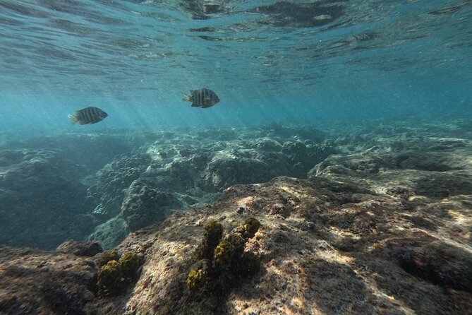 Hanauma Bay Guided Snorkeling Tour With Transportation - Frequently Asked Questions