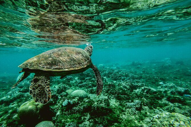 Hanauma Bay Snorkel - An In-Depth Look at Hanauma Bay Snorkel Tour