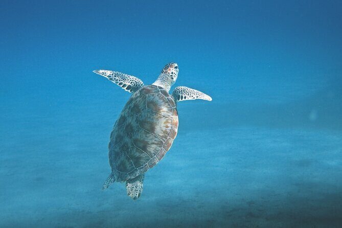 Hanauma Bay Snorkel - FAQ: Common Questions About the Hanauma Bay Snorkel Tour