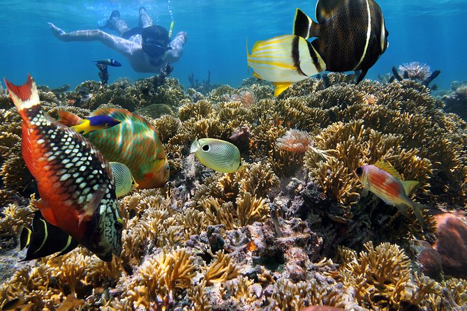 Hanauma Bay Snorkeling - Customer Feedback and Insights