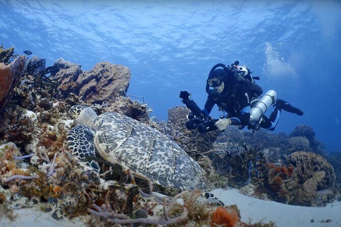 Hanauma Bay Snorkeling Reservation+Equipment Rental - Is This Tour Worth Its Price?