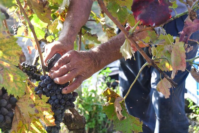 Hands-on Pasta Making Class near the Amalfi Coast with Rosanna - Who Will Love This Tour?
