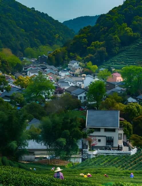 Hangzhou: Longjing Village Tea Picking and Tasting Tour - Introduction: What’s on Offer and Who Should Consider It