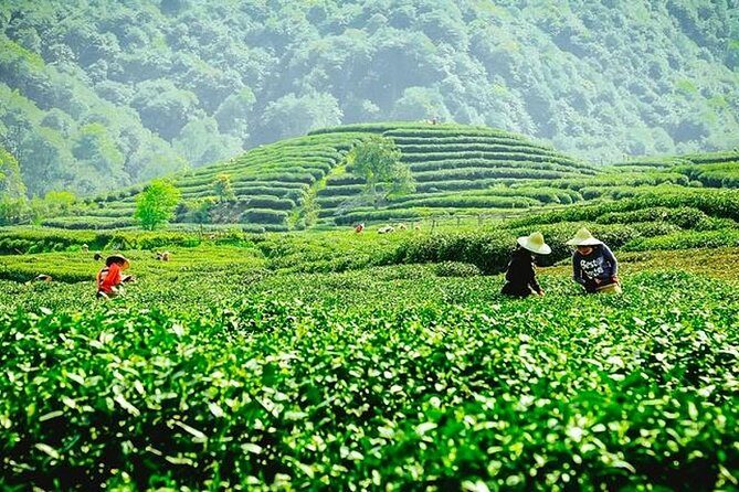 Hangzhou Private Customized Day Tour from Wuxi by Bullet Train - How This Tour Works