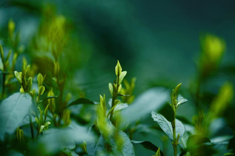 Hangzhou Private Day Trip by Bullet Train from Shanghai - Who Is This Tour Best For?