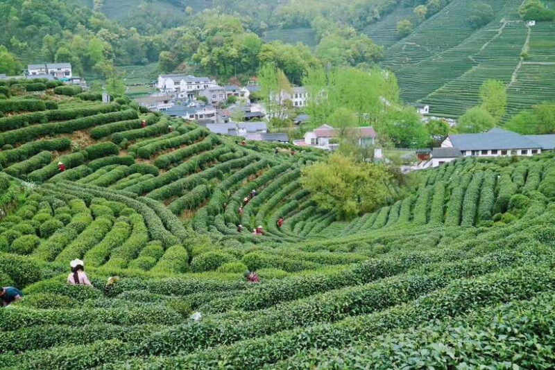 Hangzhou Private Day Trip by Bullet Train from Shanghai - Frequently Asked Questions