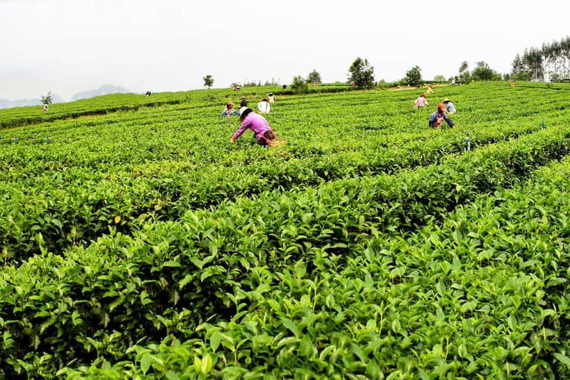 Hangzhou: West Lake and Meijiawu Tea Plantation 2-Day Tour - Exploring Hangzhou’s Top Attractions in Comfort and Style