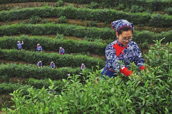 Hangzhou West Lake and Tea Plantation Half Day Tour - What this Tour Offers: A Balanced Look