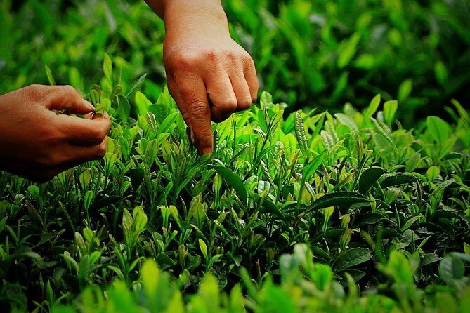 Hangzhou West Lake and Tea Plantation Half Day Tour - Authenticity and Quality: What Past Travelers Say