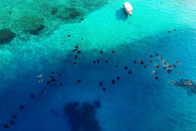 Hanifaru Bay Snorkeling with Whale sharks & Mana Rays - What to Expect from the Tour