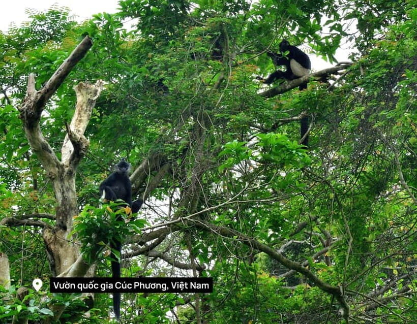 Hanoi: 2-Day Ninh Binh Excursion & Cuc Phuong Park Wildlife - Key Points