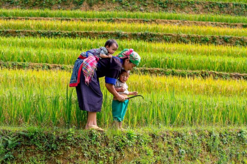Hanoi: 3-Day Sapa Trek with Homestay - Key Points