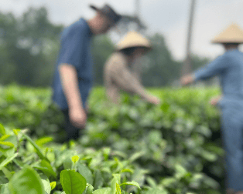 Hanoi Eco Tour: Ba Vi National Park Wonders & Tea Plantation - In-Depth Look at the Itinerary