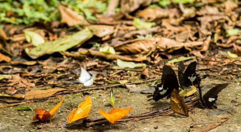 Hanoi: Full-day Cuc Phuong National Park Eco-adventure - The Sum Up