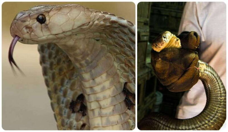 Hanoi: Le Mat Snake Village Tour with 10 Dishes - Authenticity and Cultural Significance