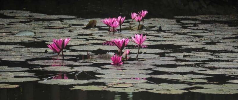 Hanoi: Ninh Binh, Tam Coc, Mua Cave & Hoa Lu with cycling - A Feast Fit for a King: The Buffet Lunch