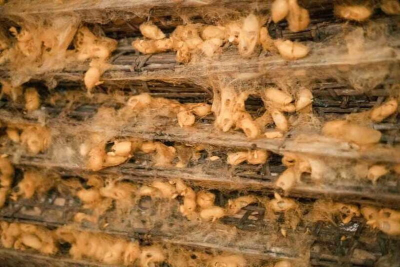 Hanoi: Van Phuc Silk Village Half-Day Tour with Pickup - Who Should Consider This Tour?