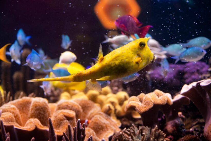 Hanover: SEA LIFE Entry Ticket - Is SEA LIFE Hannover Worth Your Time?