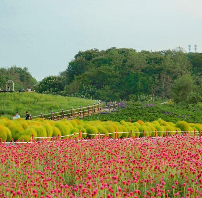Hantan Canyon & Goseokjeong Flower Garden & Pink Muhly Park - Who Will Love This Tour?