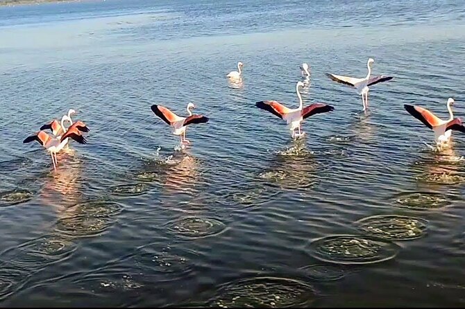 Happy tour camargue an immersion by bike and scooter E - Wrapping Up: Who Will Love This Tour?