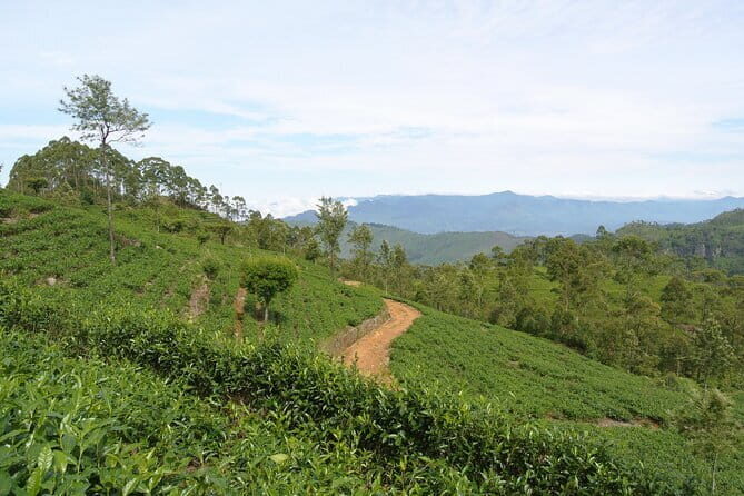 Haputale Tea Estate Walking Tour From Ella - A Natural Tapestry: The Itinerary Breakdown