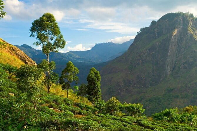 Haputale Tea Estate Walking Tour From Ella - Who Will Love This Tour?