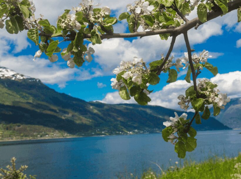 Hardangerfjord Lunch at Cider Farm, Coffee at historic Hotel - A Detailed Breakdown of the Itinerary