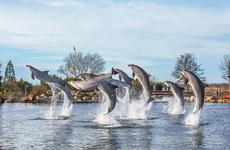 Harderwijk: Dolfinarium Entry Ticket - Who Will Love This Experience?