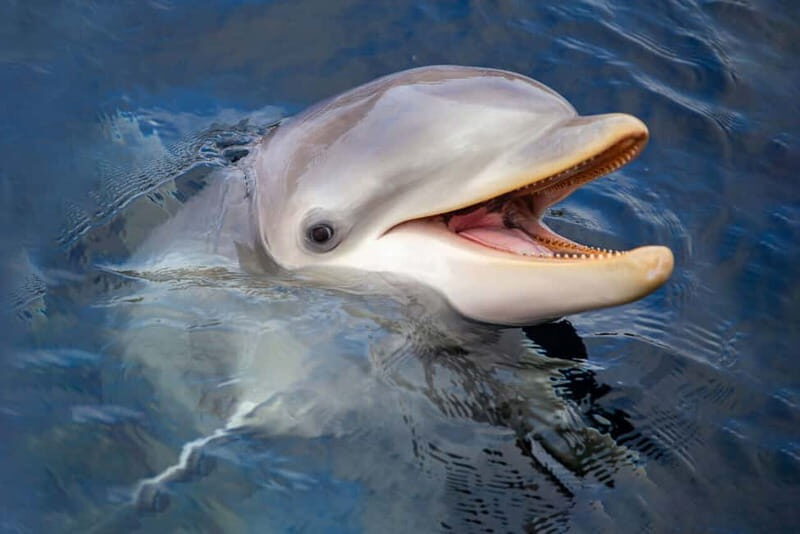 Harderwijk: Dolfinarium Entry Ticket - The Sum Up