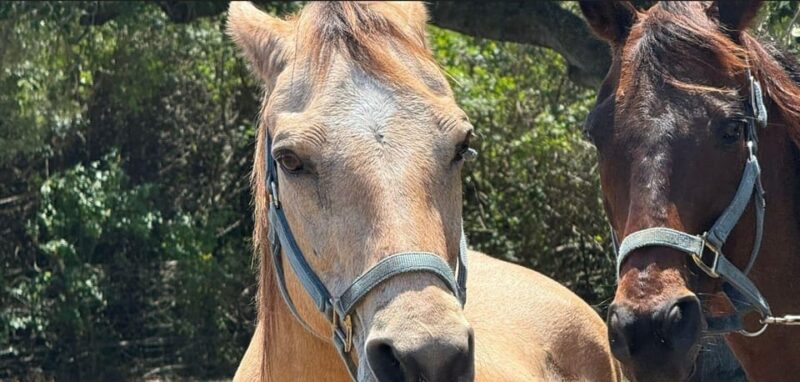 Harmony Horse Riding of Miami - Who Should Consider This Experience?