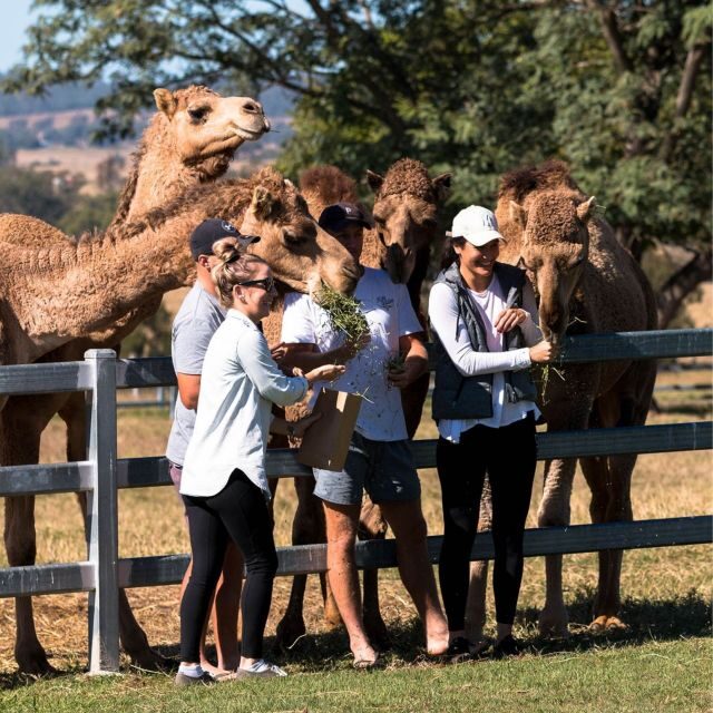 Harrisville: Summer Land Camel Farm Tour with Tasting - FAQ