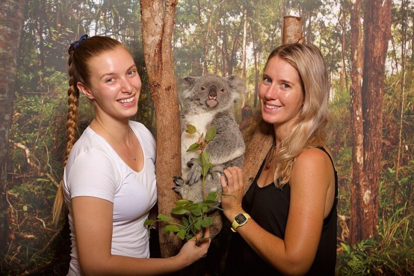 Hartley's Crocodile Adventures: Hartley's Koala Breakfast - An Honest Look at Hartleys Koala Breakfast